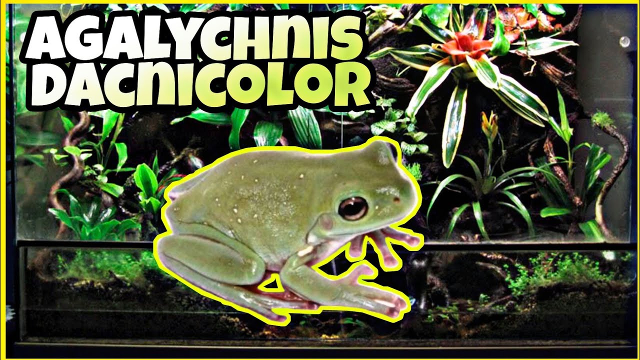 Rana cara de niño Alimentación - YouTube