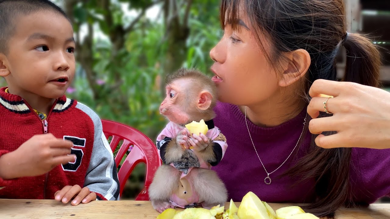 Monkey ZIM and brother Thinh obediently wait for their mother to peel ...