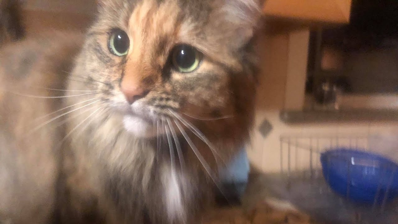 CAT SCIENCE - pupil dilation - YouTube