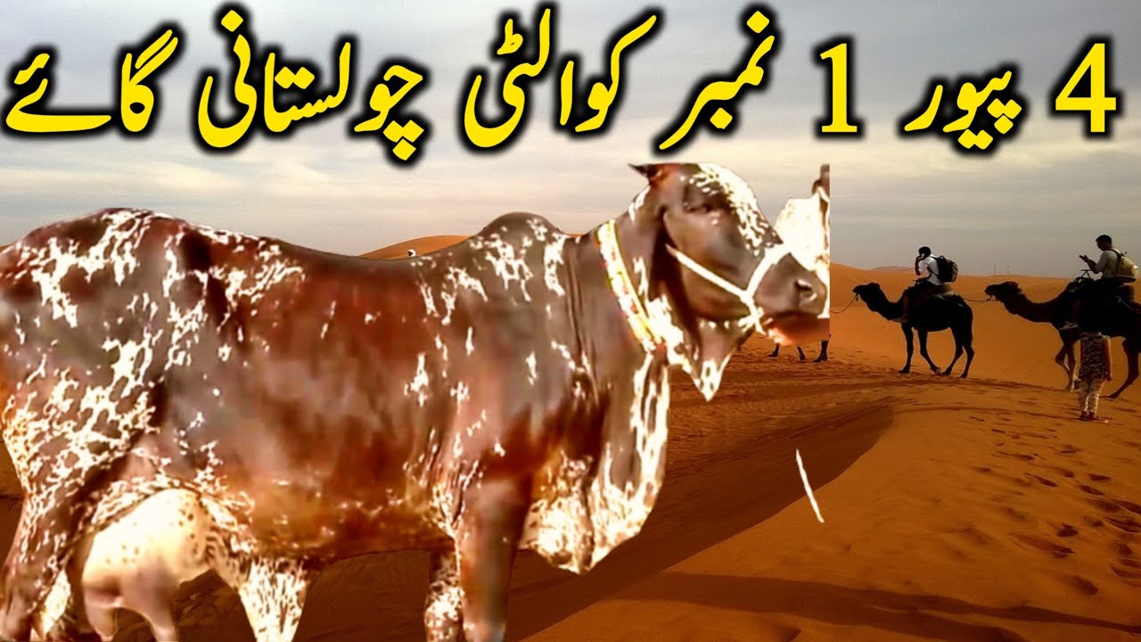 Cholistani Cow From Cholistan Desert Pure Original Cow || Global ...