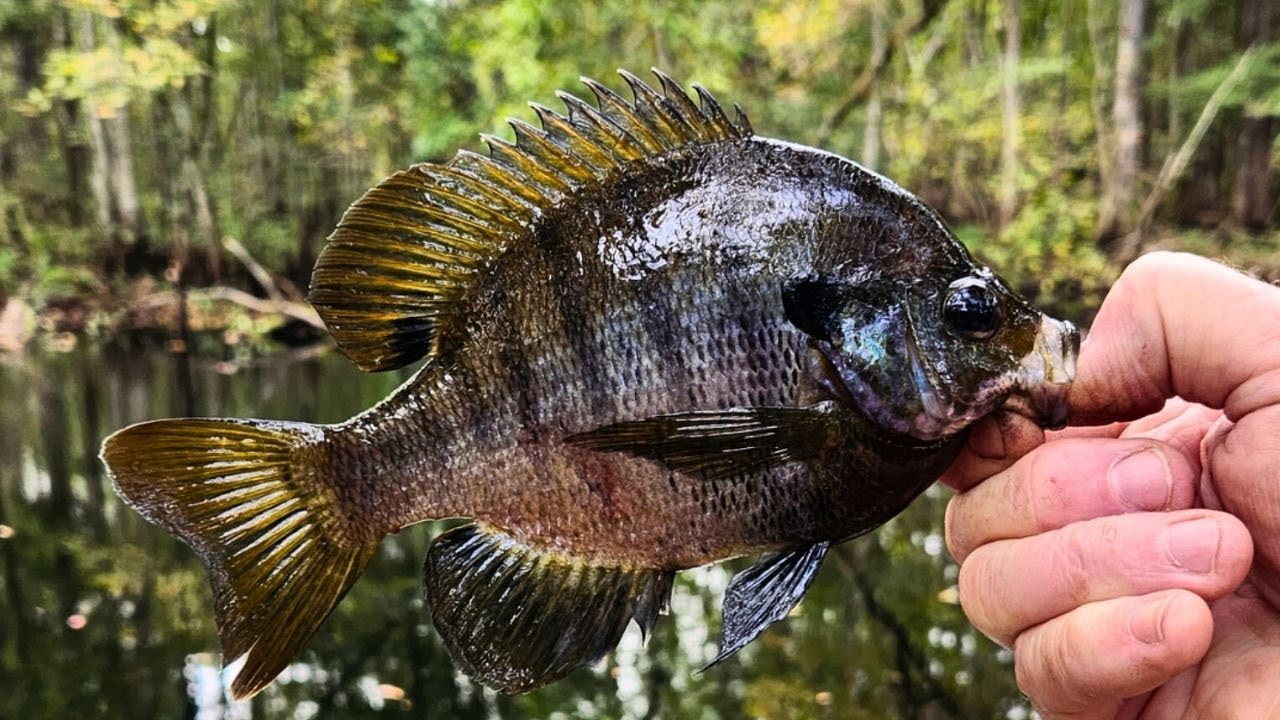 This EASY tackle setup will catch BLUEGILL and CATFISH!! - YouTube