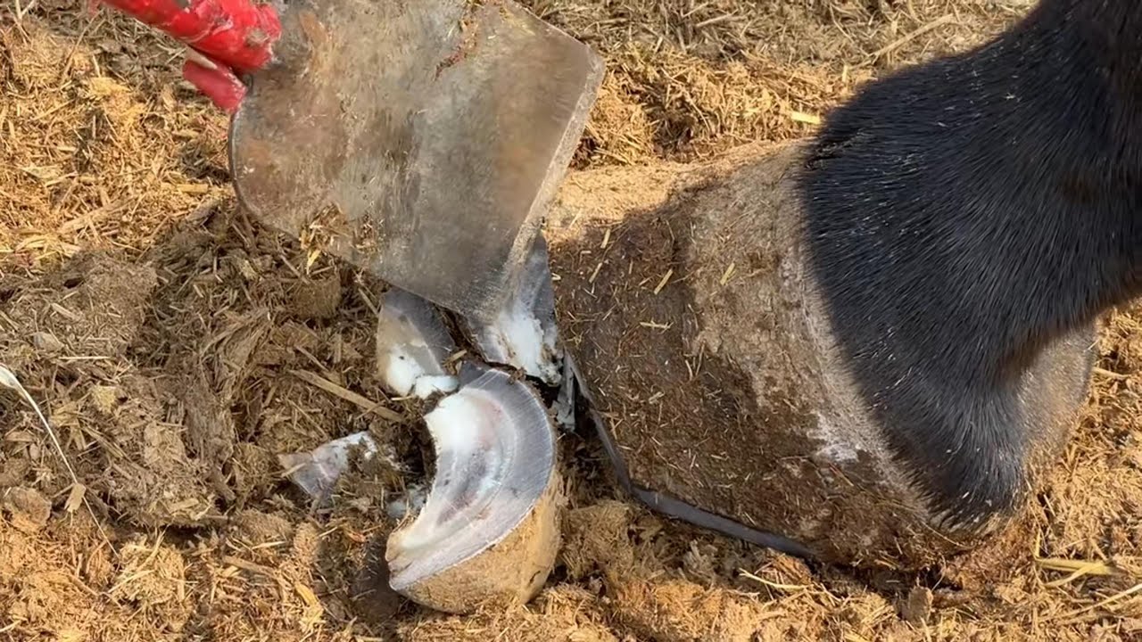 Perfectly smooth and clean trimmed Asian donkey hooves ASMR - YouTube