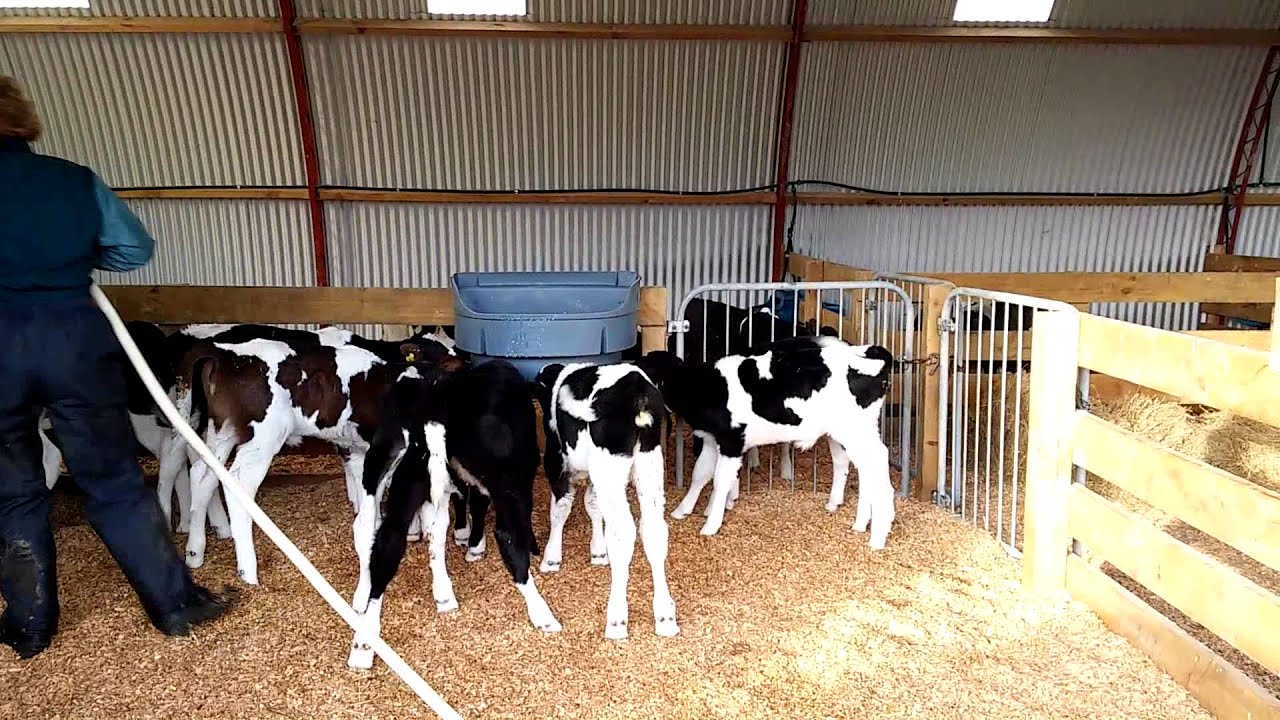 Farming in Matamata - YouTube