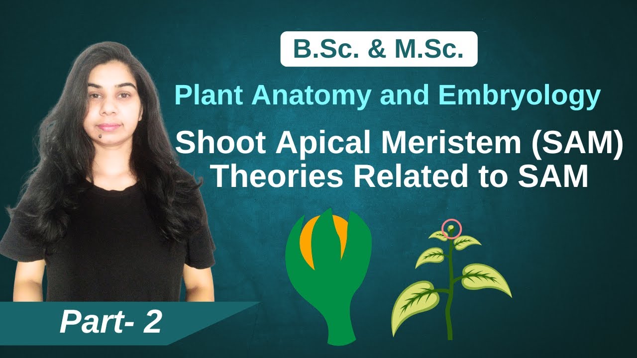 Plant Anatomy and Embryology || Shoot Apical Meristem (SAM) || Theories ...