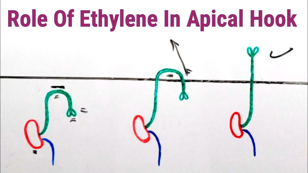 Role Of Ethylene In Apical Hook | Lec. 82 | Plant Physiology - YouTube