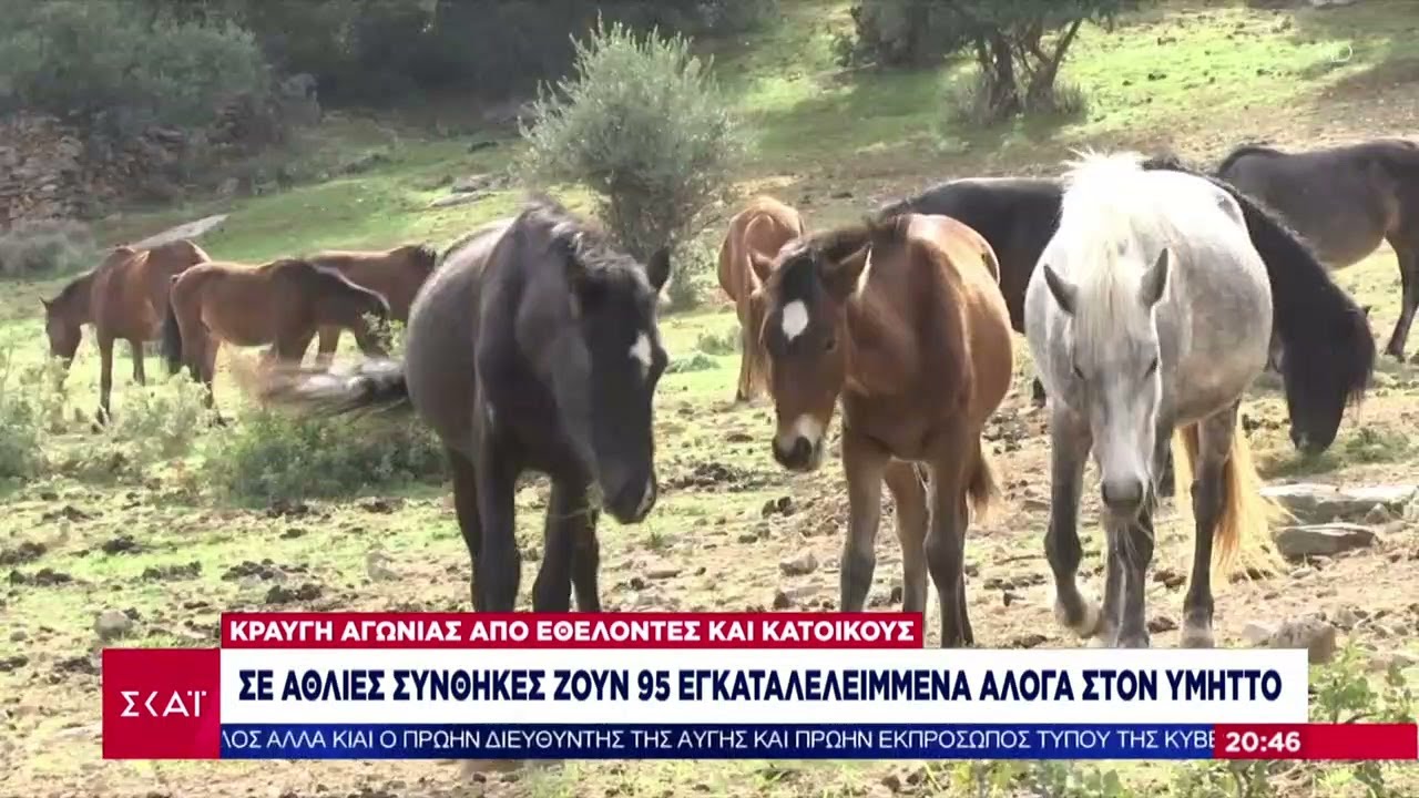Σε άθλιες συνθήκες ζουν 95 εγκαταλελειμμένα άλογα στον Υμηττό – Τι λένε ...