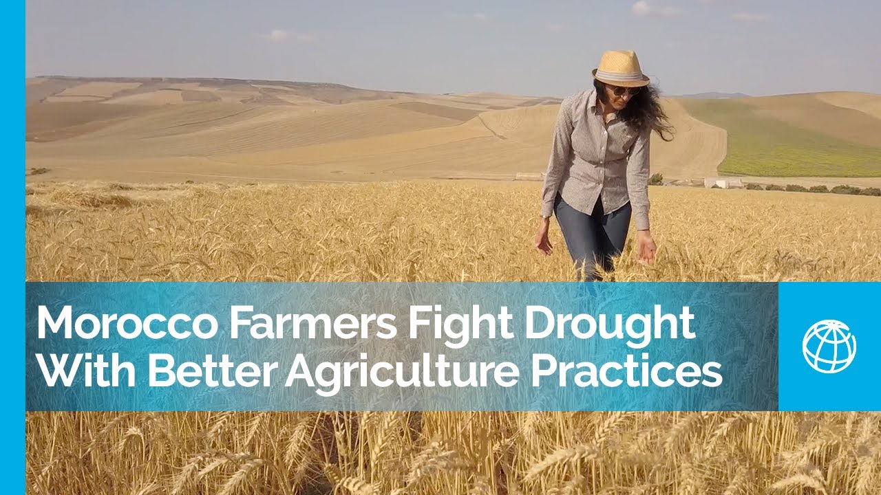 Morocco Farmers Fight Drought With Better Agriculture Practices - YouTube