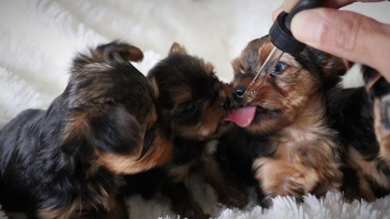 Too Cute! Four Yorkies Taking Their Moringa Daily Multi Vitamins ...