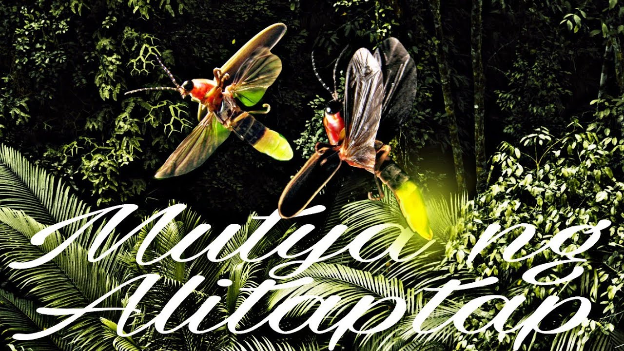 Mutya ng Alitaptap (firefly) pinagbahayan sa katawan ng puno (tree ...