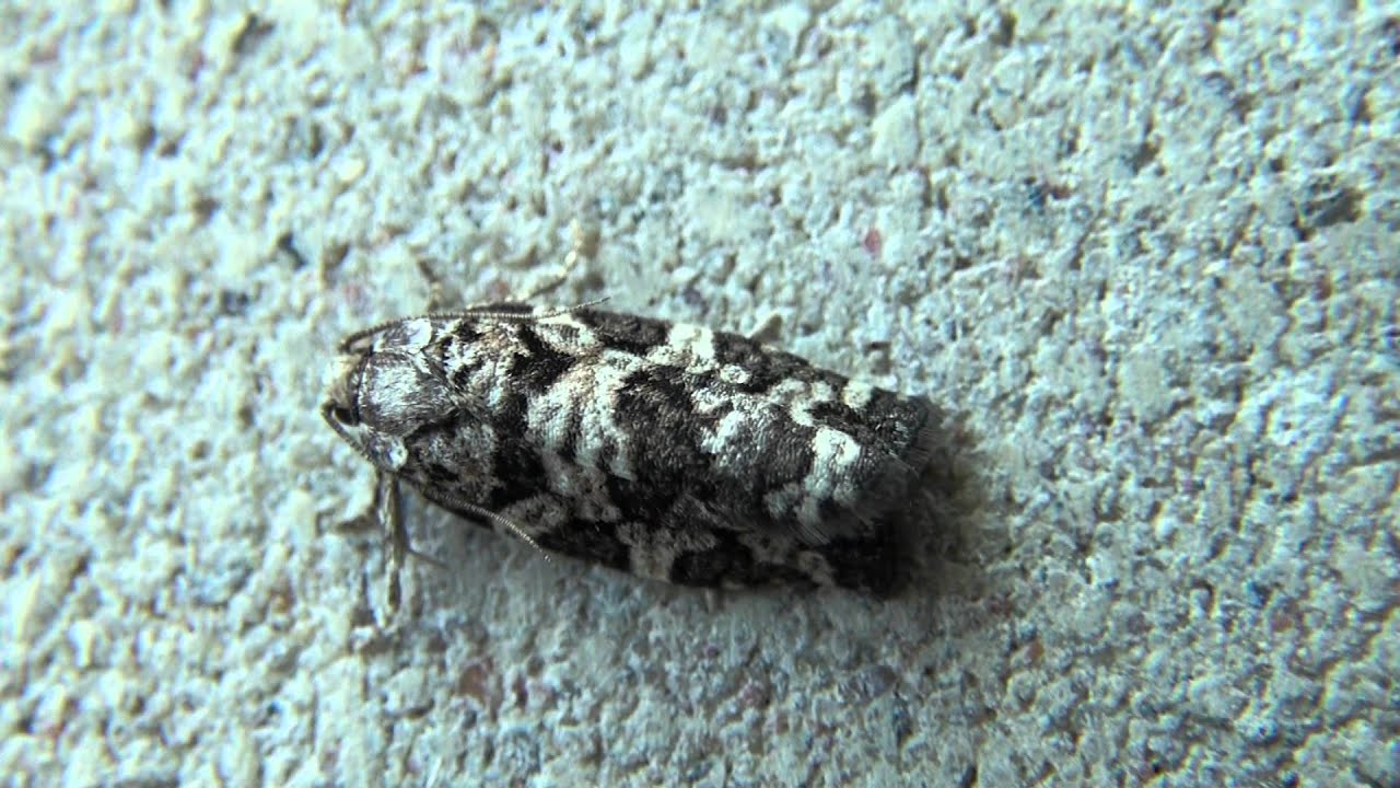 Spring Spruce Needle Moth (Tortricidae: Archips packardiana) on Wall ...