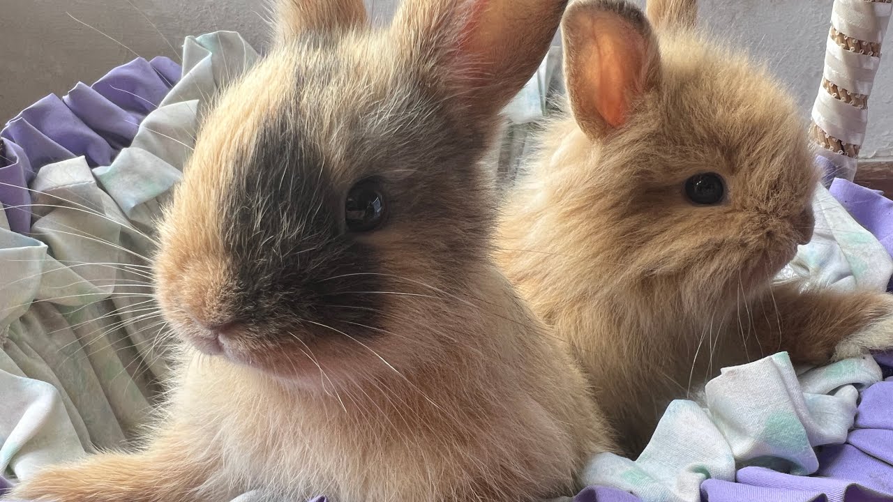 Bunny arnab rabbit kelinci english angora with Netherlands dwarf - YouTube