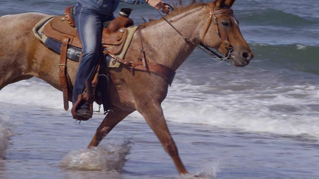 [4K UHD 015] Unbridled Freedom: Horse Riding | Insomnia Relief | Sleep ...
