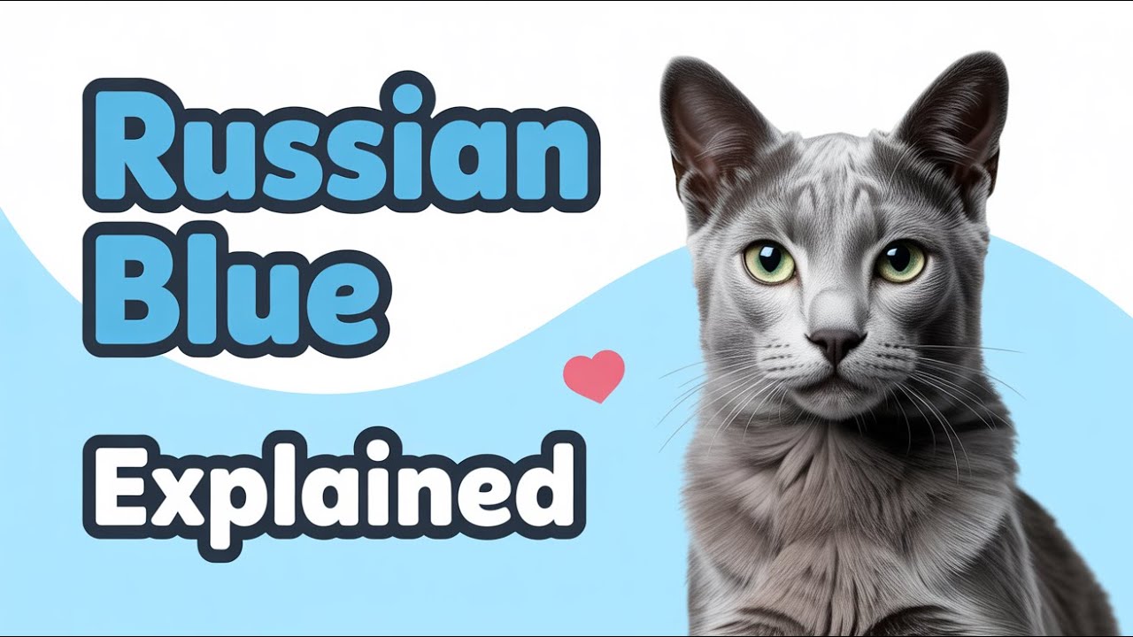 Russian Blue Cat Breed Explained: Personality, Traits & Care - YouTube