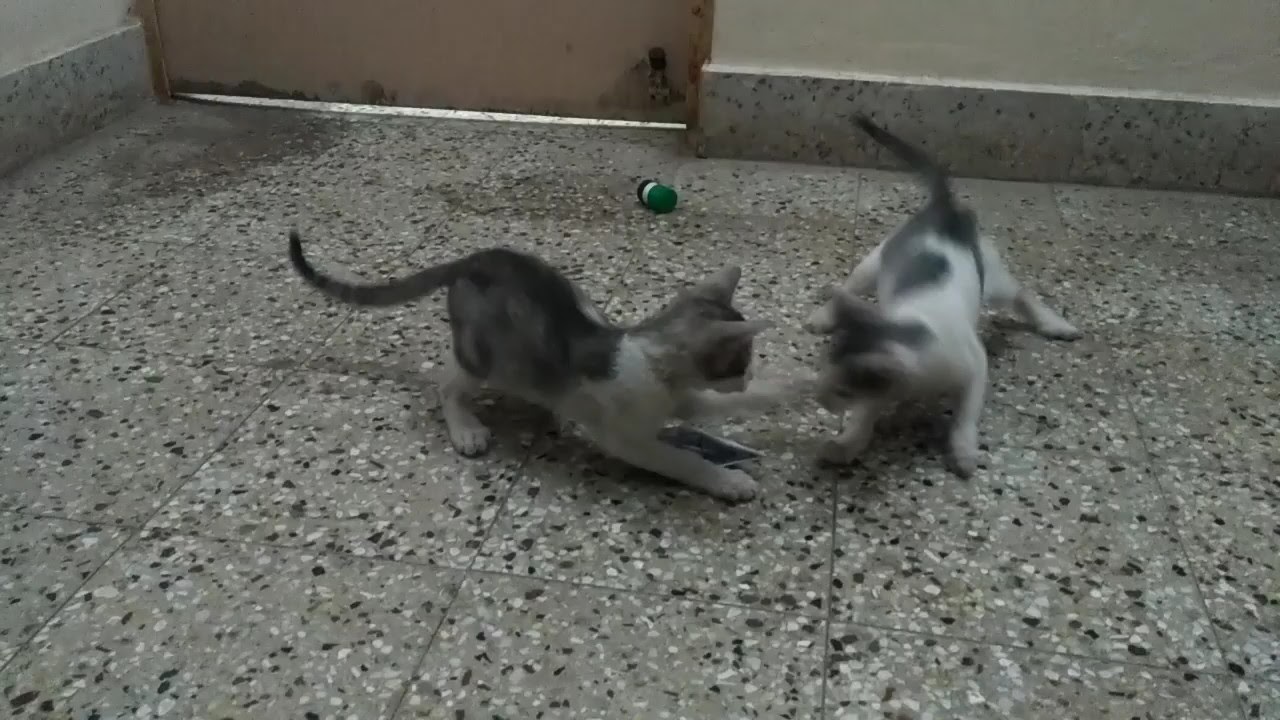Cute kittens playing soccer/football with object #shorts #soccer # ...