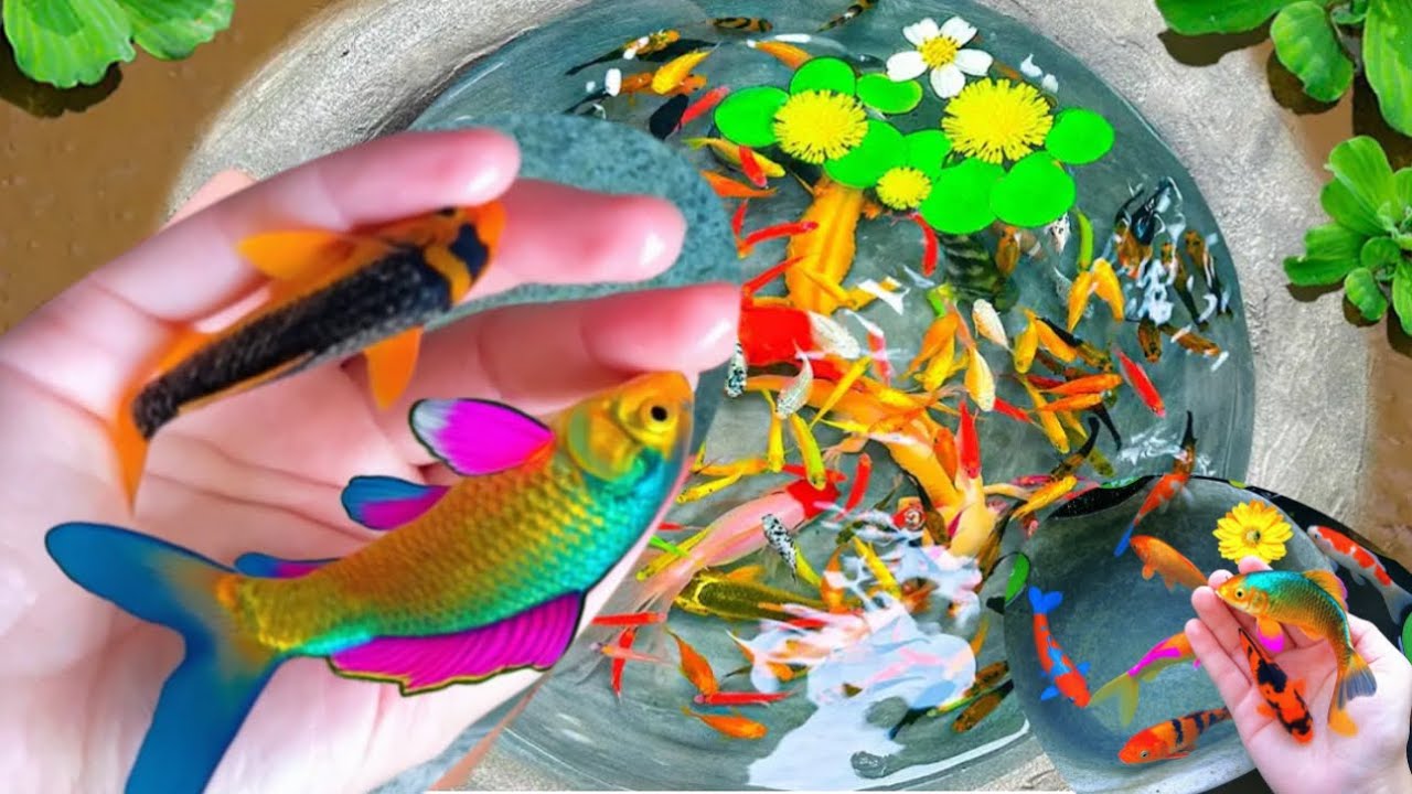 Great finding fish kiofish goldfish,betta fish @unboxingfishdaily - YouTube