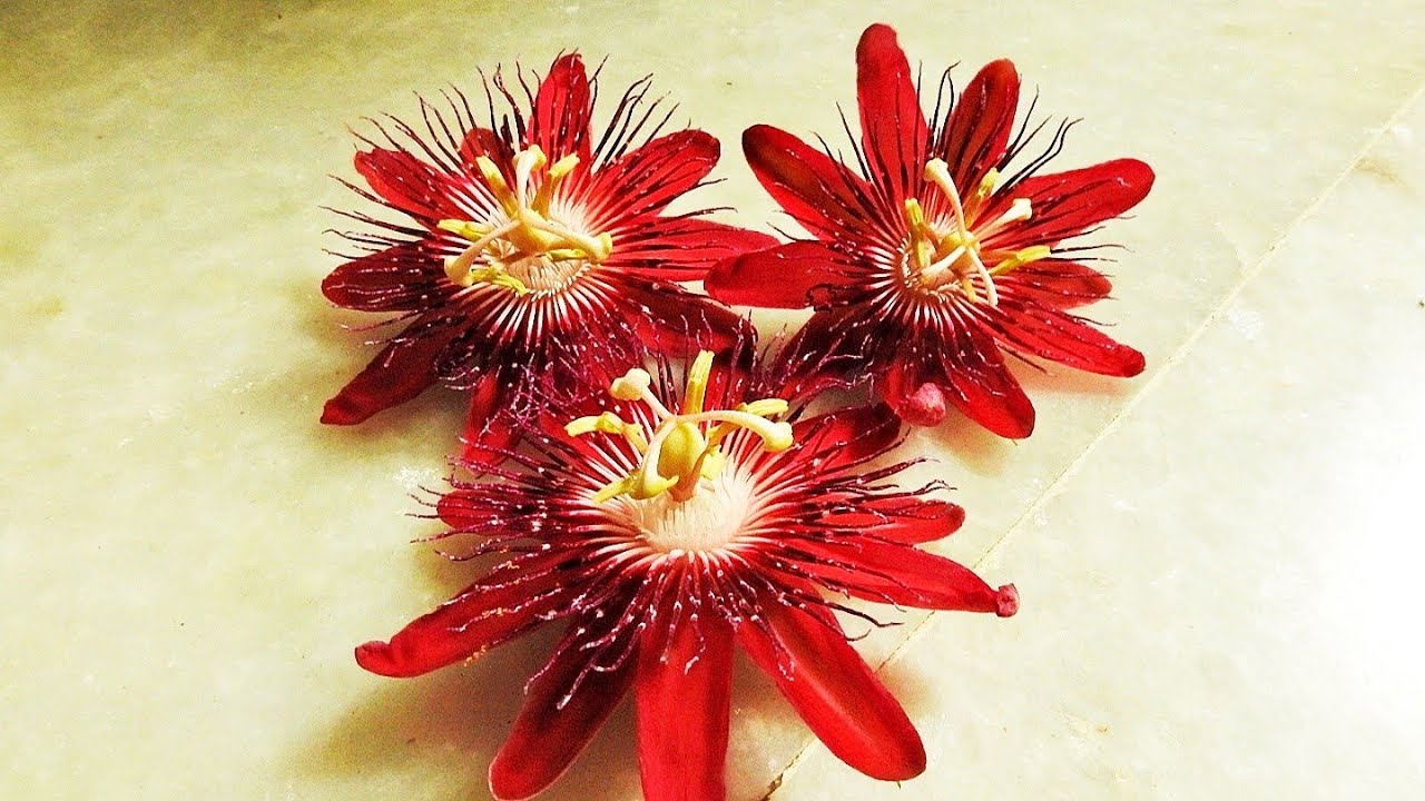 Rakhi Flower Plant Description and Care/ রাখি ফুল গাছের সম্পূর্ণ বিবরণ ...