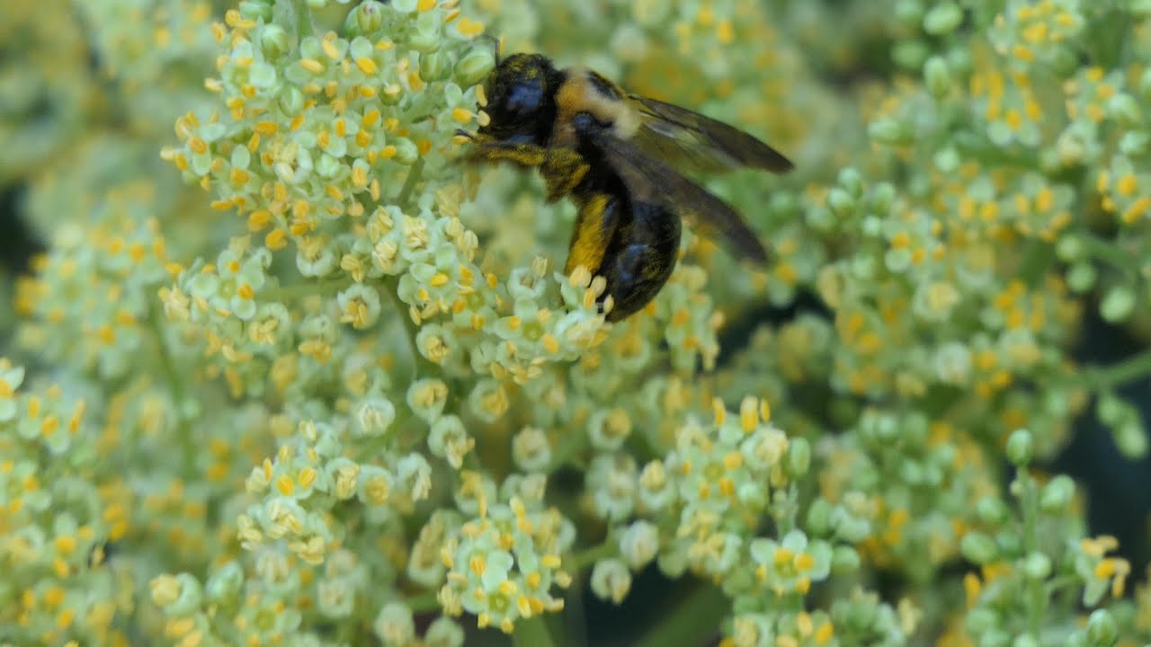 Bees visit Sumac flowers - YouTube