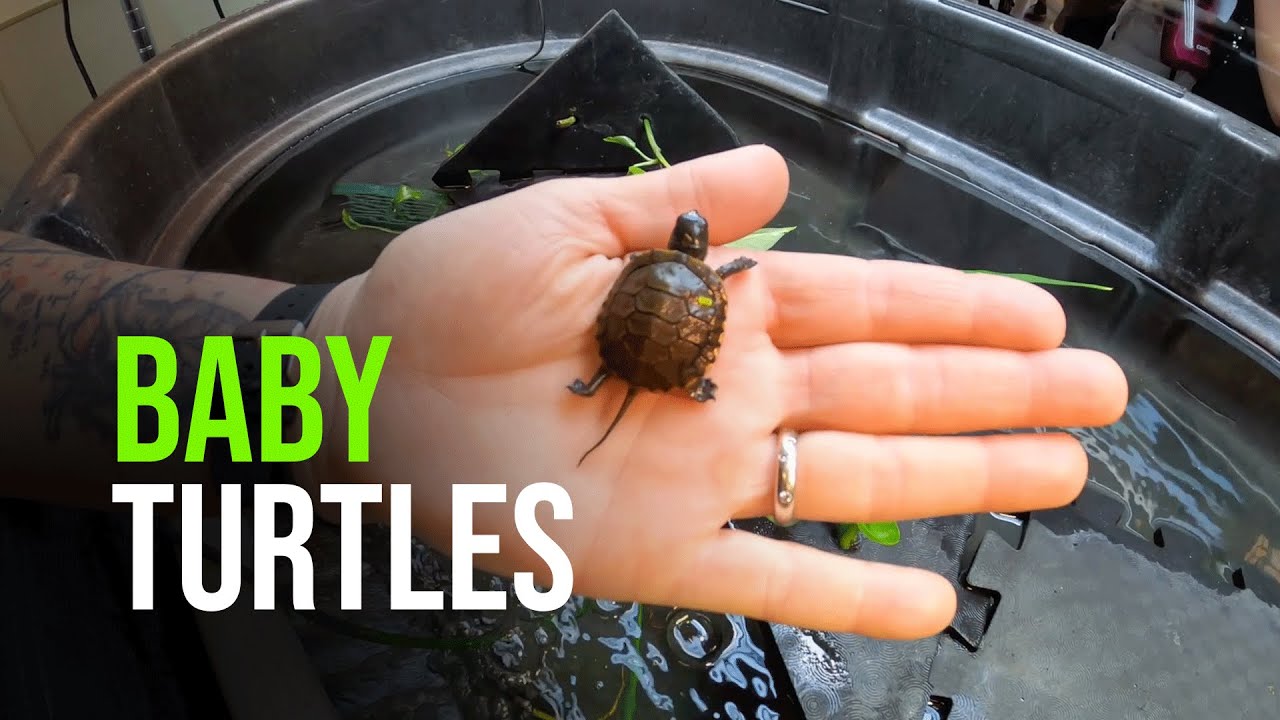 Zoo Welcomes Ten Tiny Pond Turtle Hatchlings - YouTube