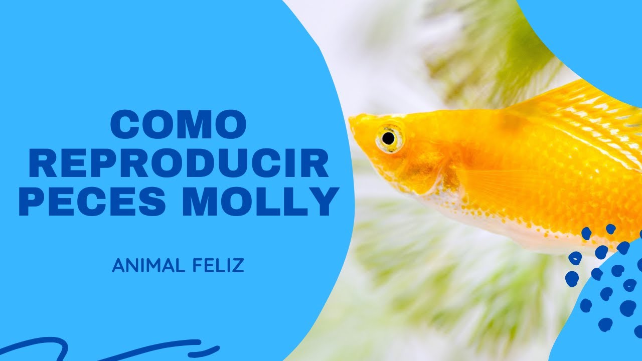 ️ CÓMO REPRODUCIR MIS PECES MOLLY GUÍA PASO A PASO PARA REPRODUCIR A TU ...