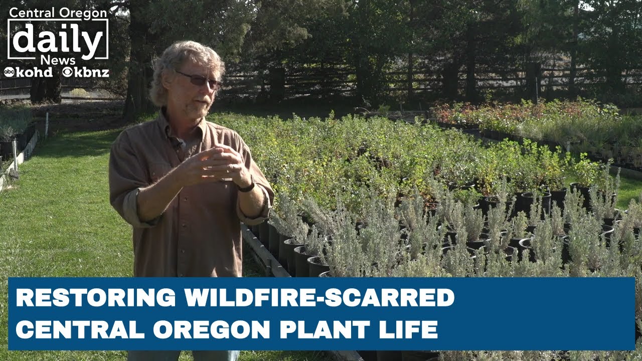 Restoring wildfire-scarred Central Oregon prompts unusual 3-way ...