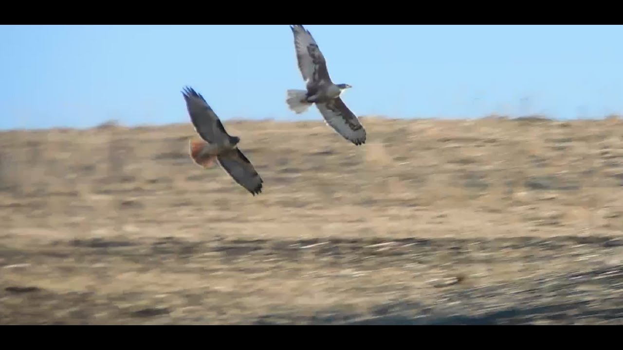 Fluffy, Ferruginous Hawk, RedTailed Hawks and CC - YouTube