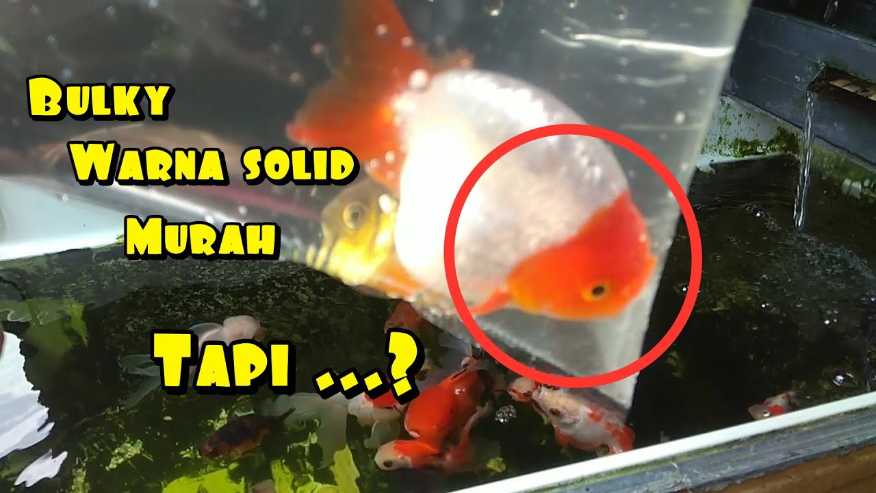 Unboxing Ikan Mas Koki Ranchu & Ryukin (part.1) - YouTube
