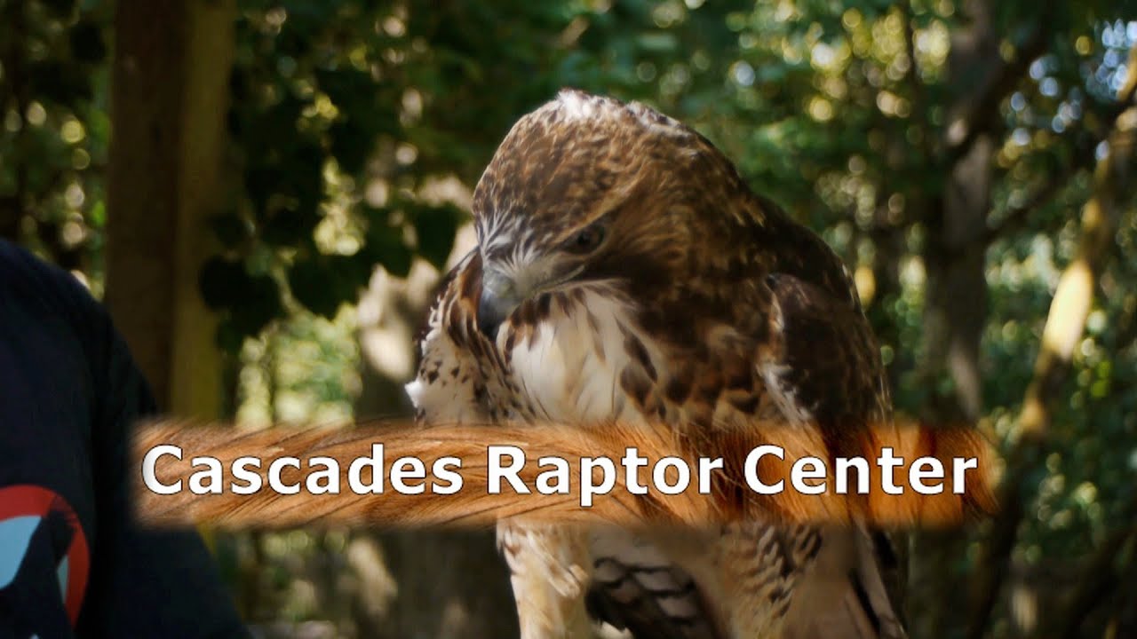 Cascades Raptor Center in Eugene, Oregon - YouTube