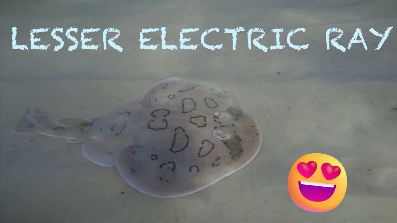 Ocean expectation - LESSER ELECTRIC RAY - YouTube