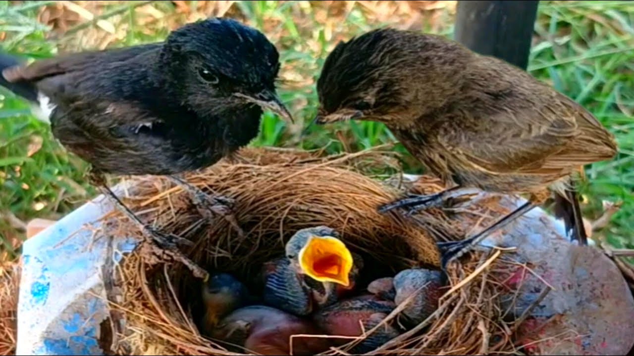Sooty chat trying Both birds try to find food to feed all the babies ...