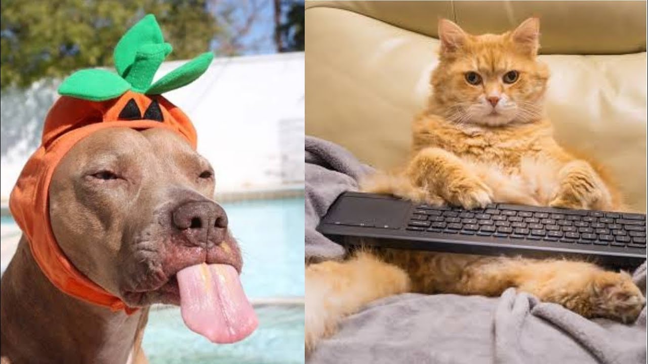 Funny Cats reaction compilation video. - YouTube