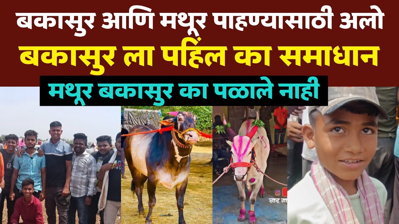 बकासुर आणि मथुर फॅन्स प्रतिक्रिया | bakasur mathur | shirambe bailgada ...