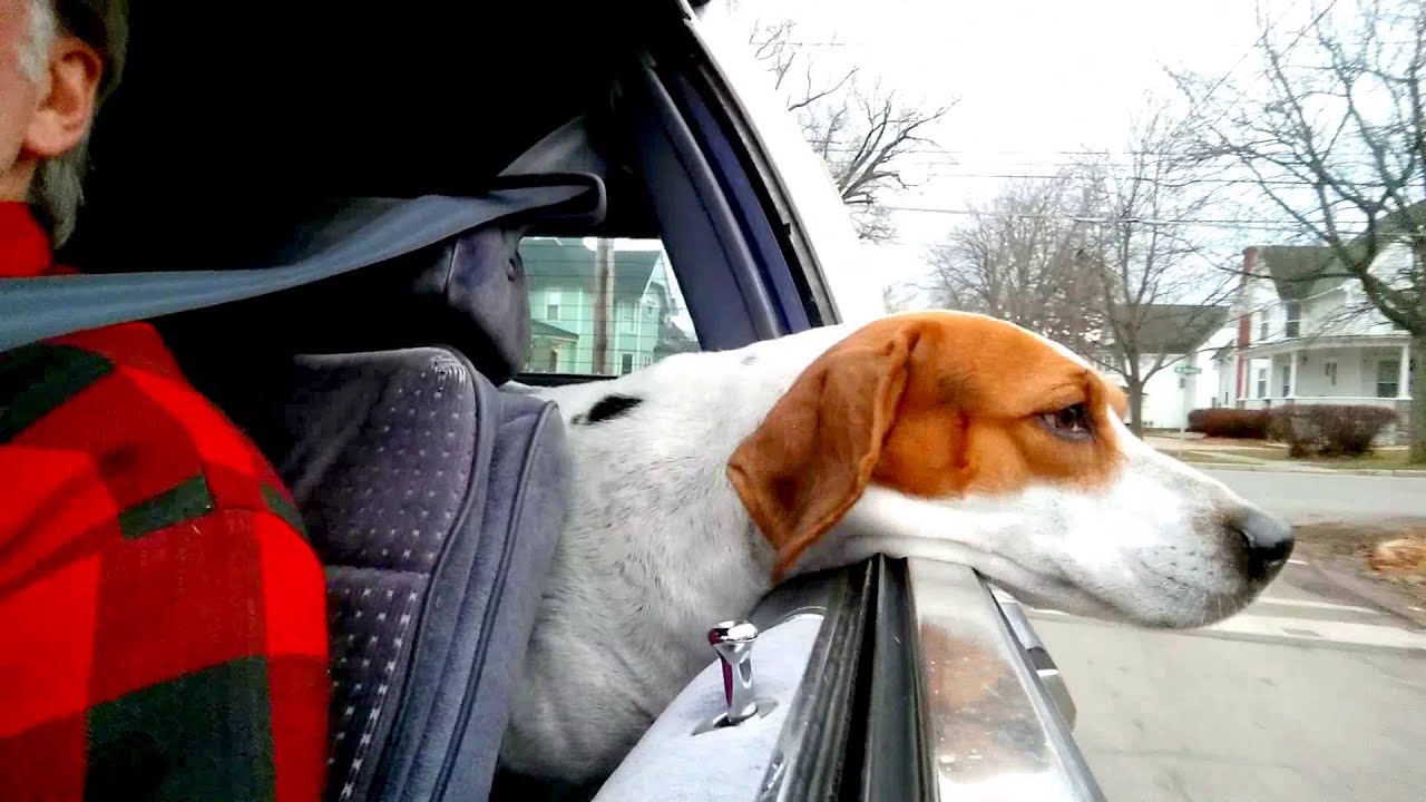 My dog Skeeter really likes car rides - Funny Animals - Crazy Dog - YouTube