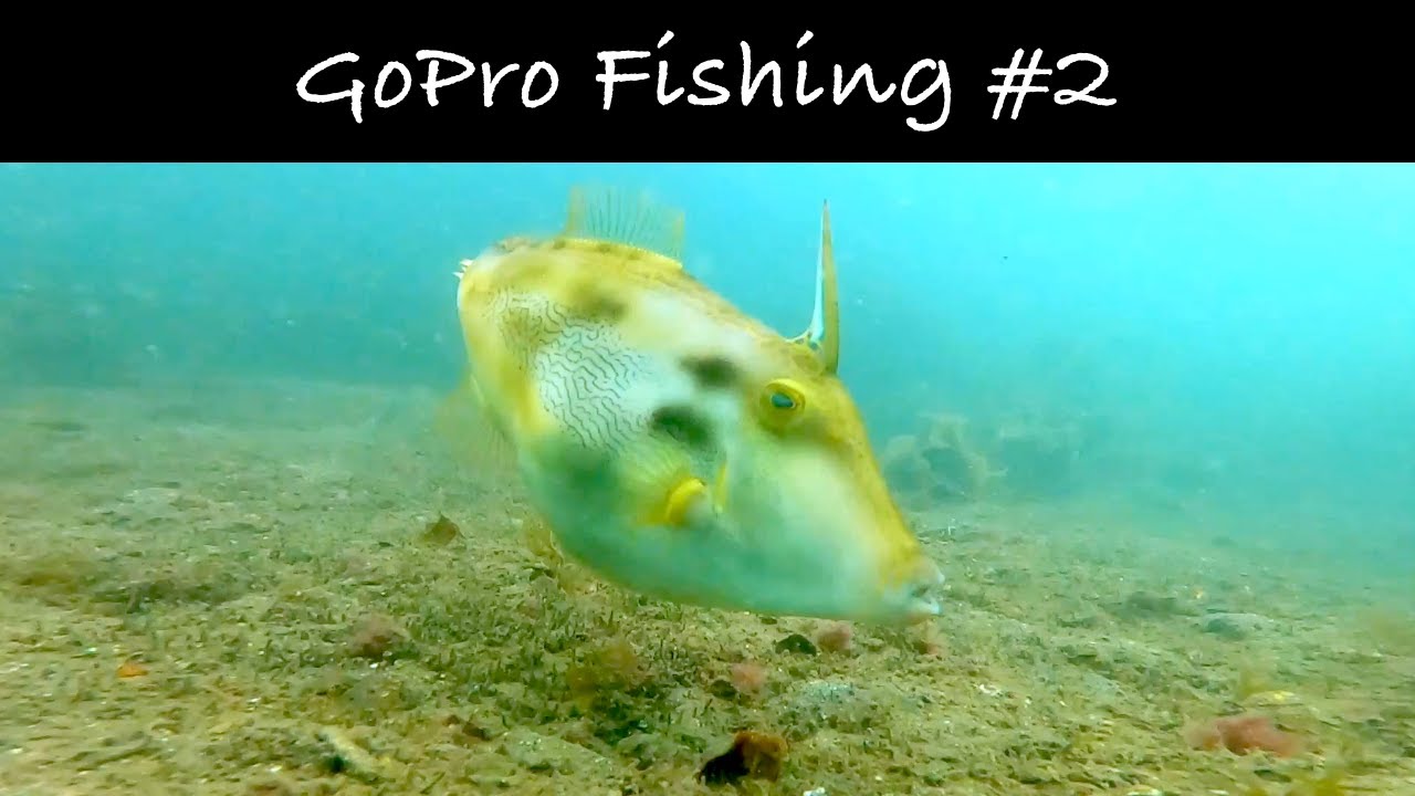 GoPro Fishing at Darling Harbour #sydney - YouTube