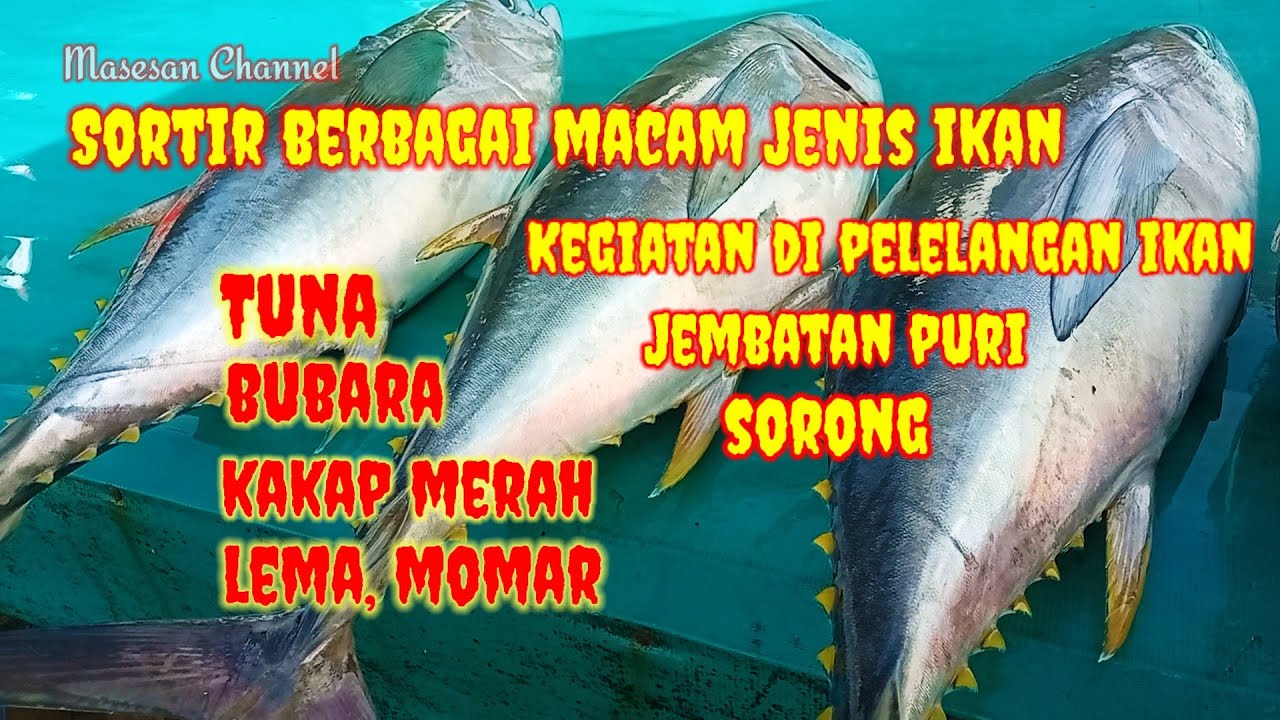 AKTIVITAS HARIAN DI PASAR IKAN JEMBATAN PURI KOTA SORONG - YouTube