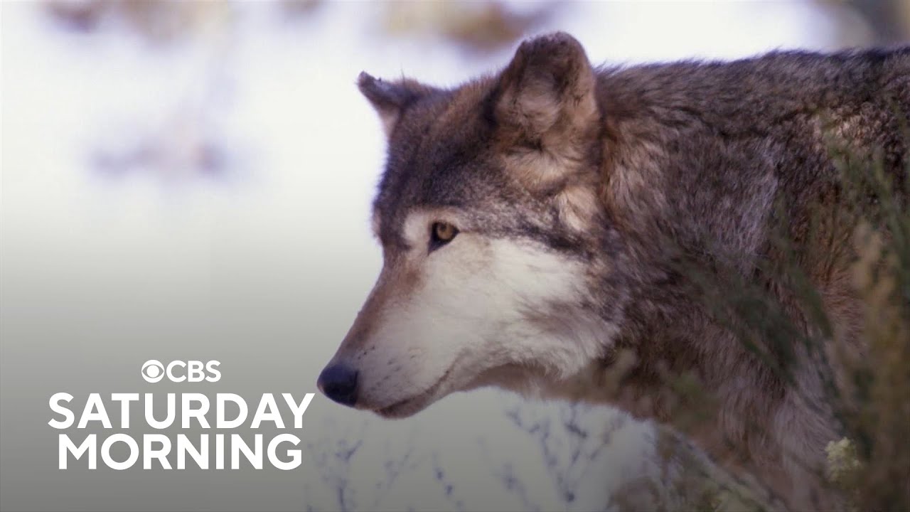 How the re-introduction of wolves is impacting Colorado - YouTube