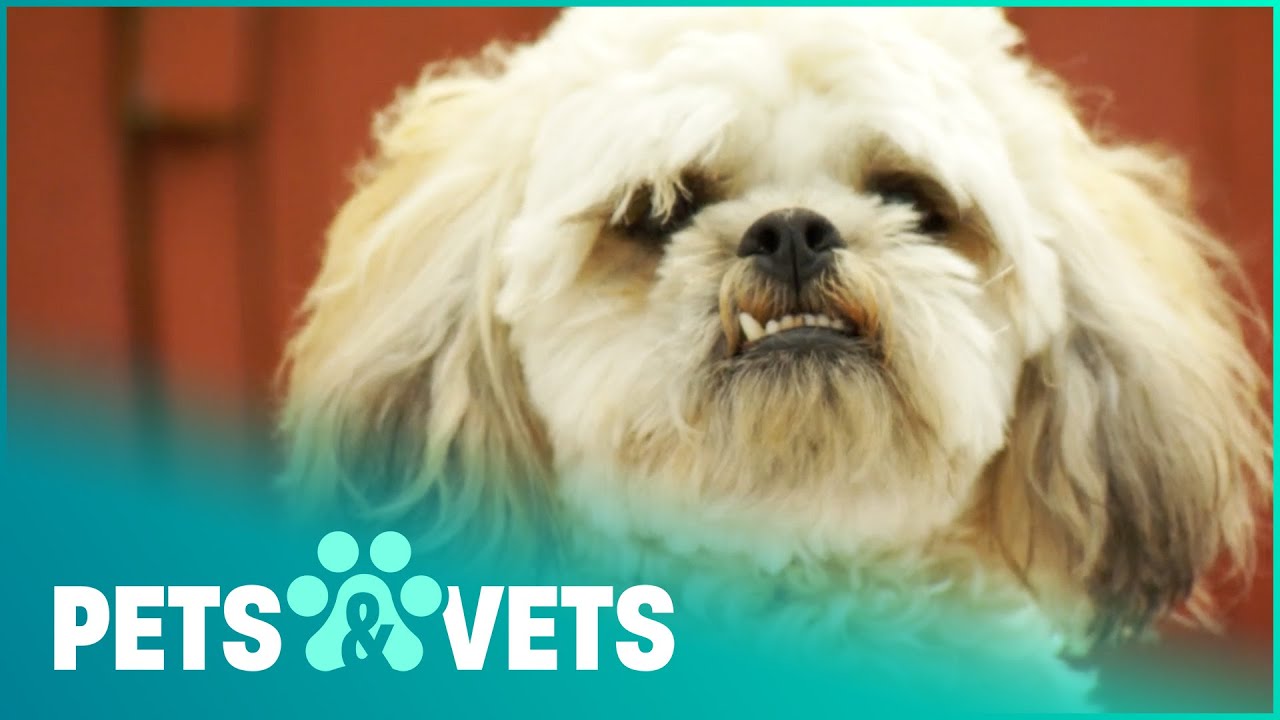 Tiny Miracle Dog Fights A Cougar And Survives | Pet Heroes - YouTube