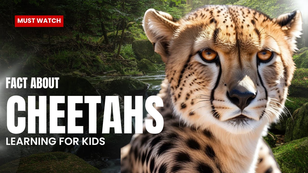 CHEETAHS FOR KIDS - Cheetah Facts Videos for Children, Preschoolers and ...