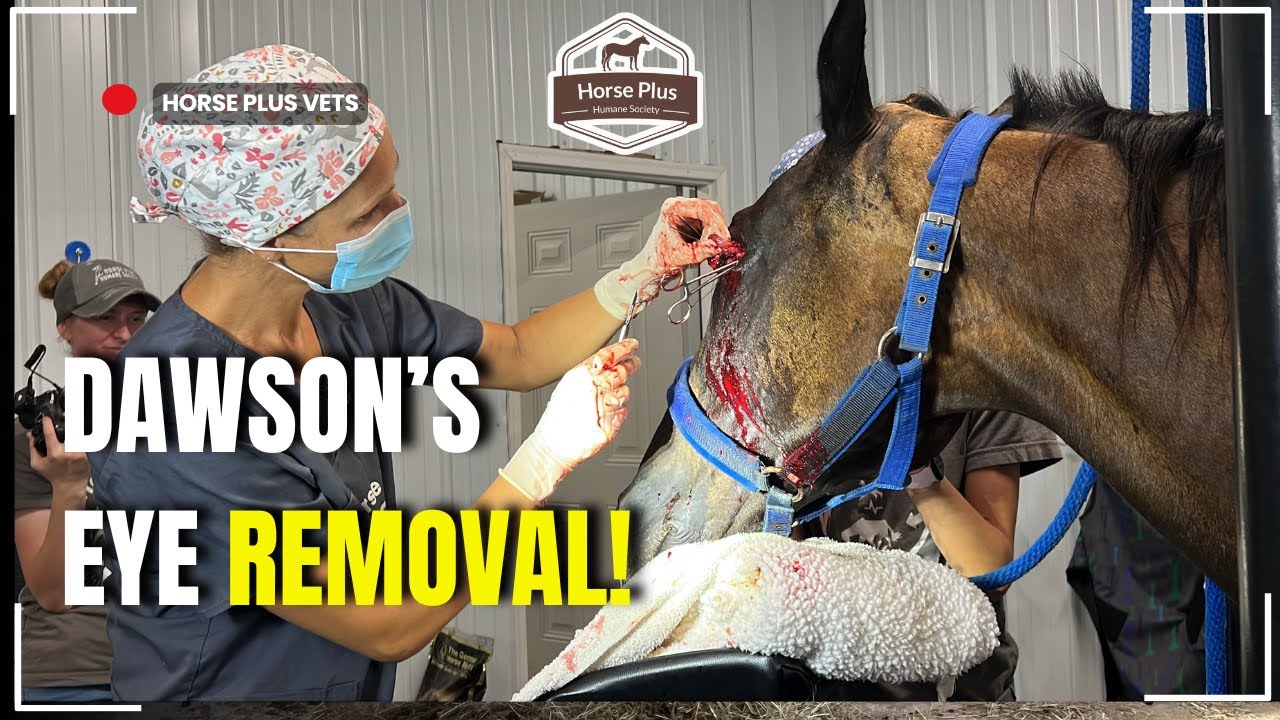 Dawson's Eye Enucleation Surgery - Horse Plus Vets - YouTube