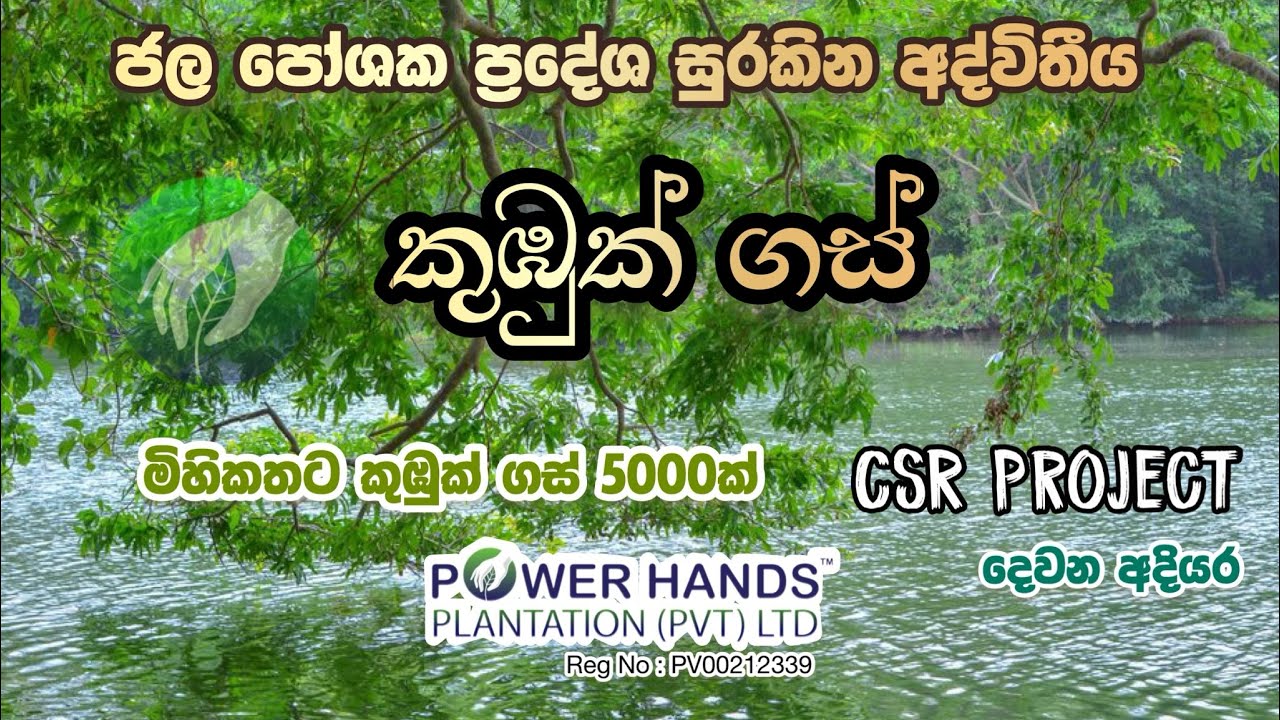Power Hands Plantation | මිහිකතට කුඹුක් ගස් - දෙවන අදියර CSR Project ...