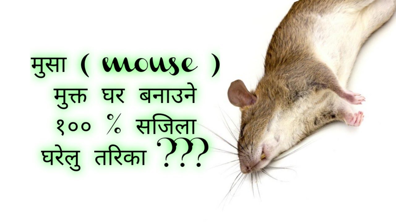 मुसा भगाउने र मार्ने सजिला घरेलु तरिका ?? How get rid of mouse nepali ...