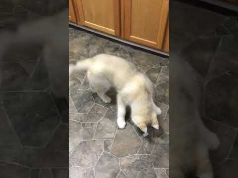 Husky Puppy’s first ice cube! - YouTube