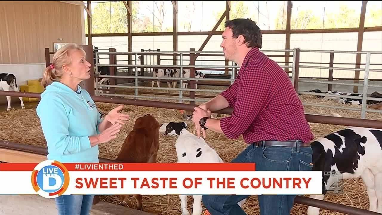 Live in the D: Sweet taste of the Country with Calder Dairy - YouTube