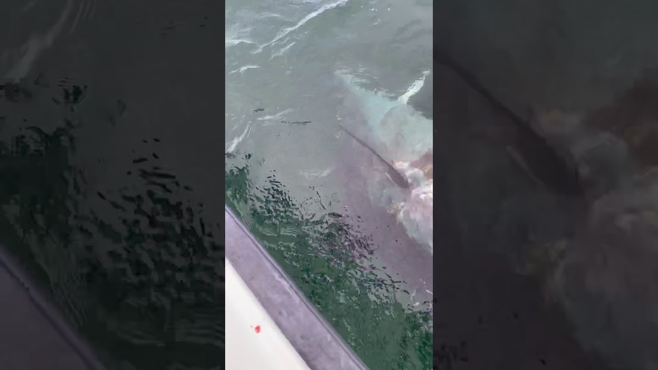 800 pound bluefin tuna caught aboard team t - YouTube