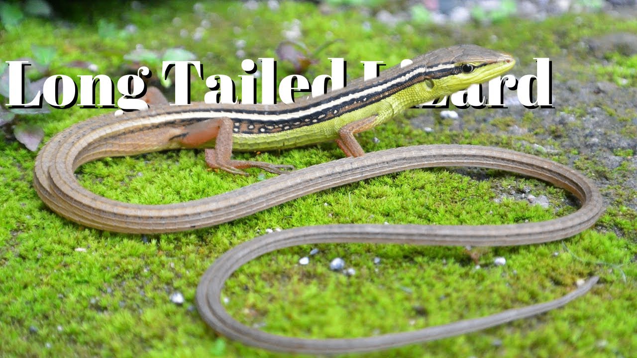 The Long-Tailed Lizard is Mistaken For a Snake | Takydromus Lizards ...