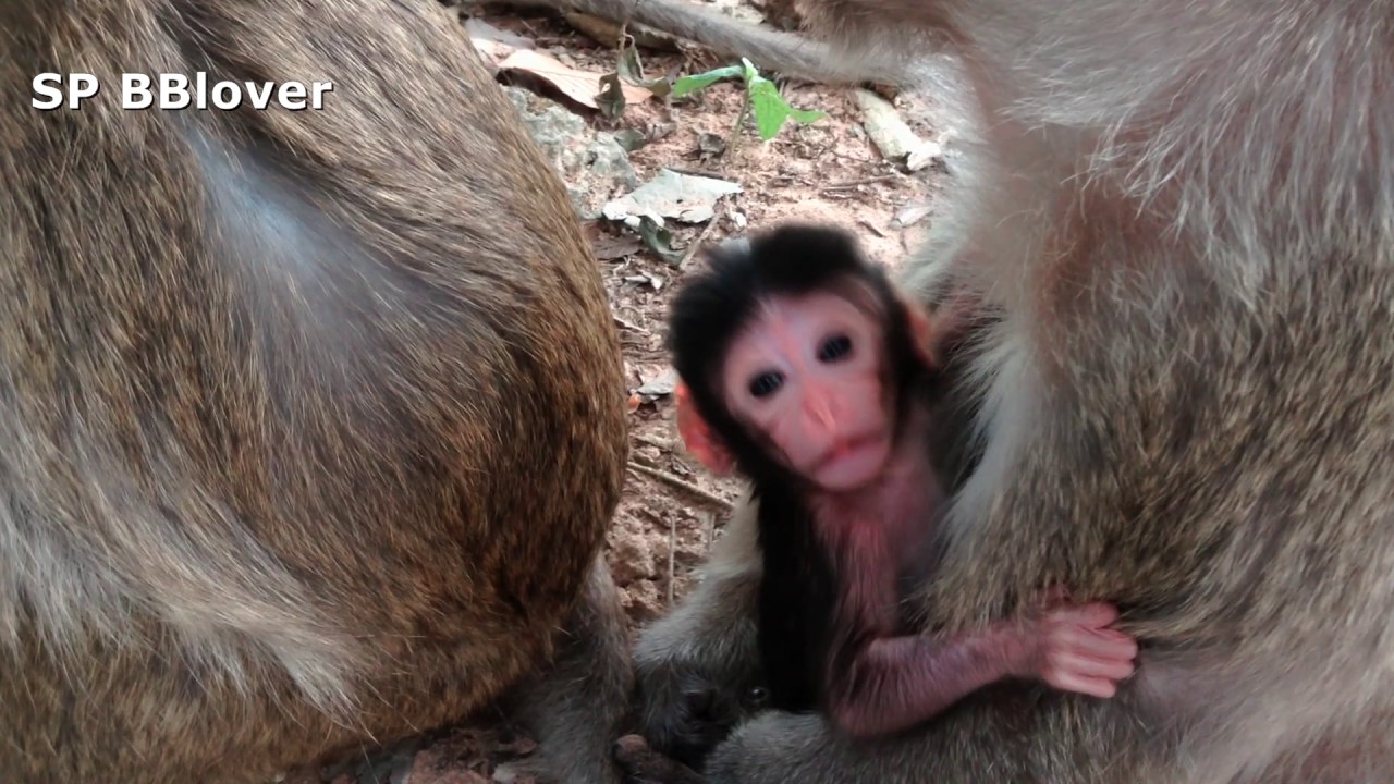 Handicap Monkey Care Baby Part 7 - Joy Is So Cute Baby Monkey - YouTube