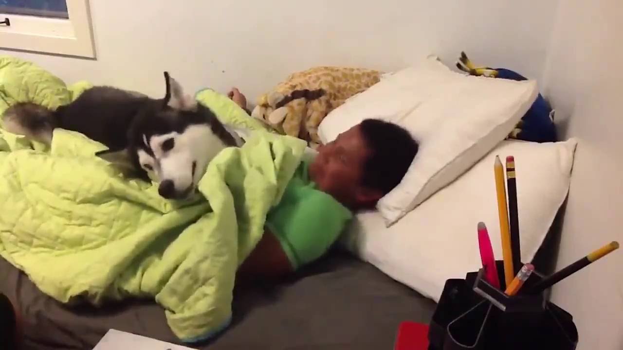 可愛寵物｜上學遲到的理由 我家哈士奇不讓我起床XD!! ｜Funny｜面白｜Trolltech奇趣 - YouTube