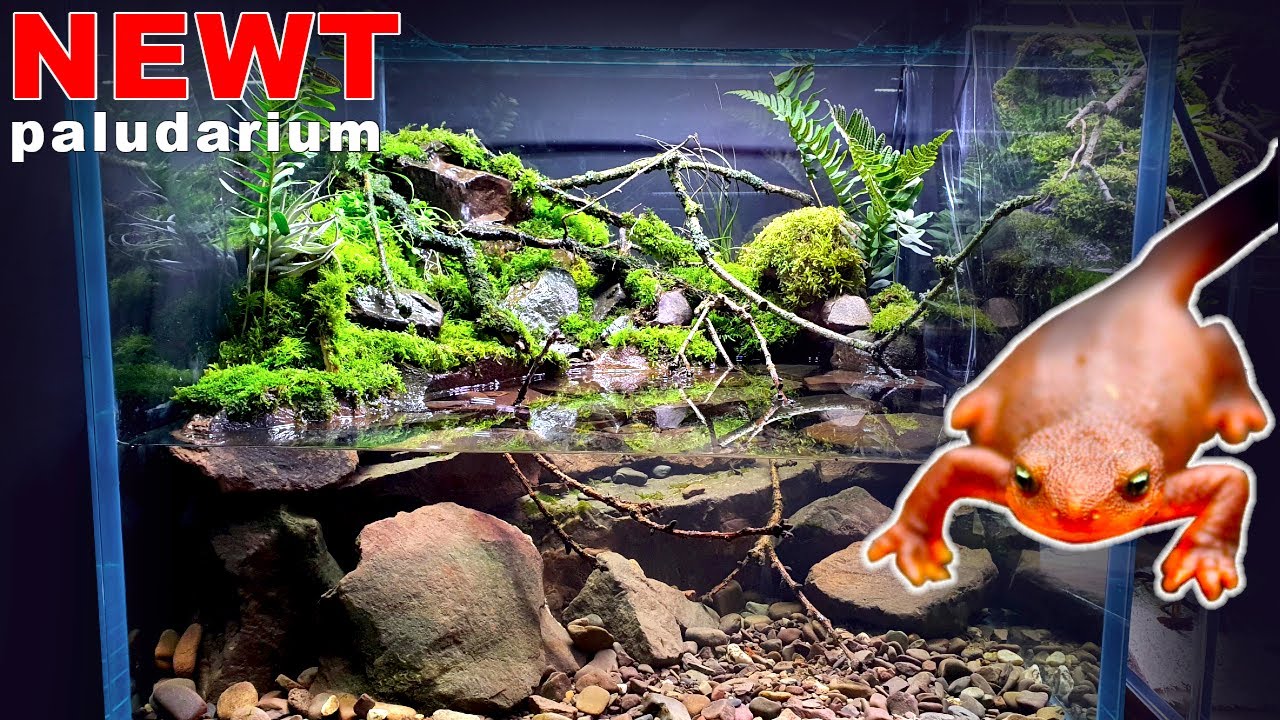 NEWT PALUDARIUM WATERFALL SETUP: *FINISHED* || MD FISH TANKS - YouTube