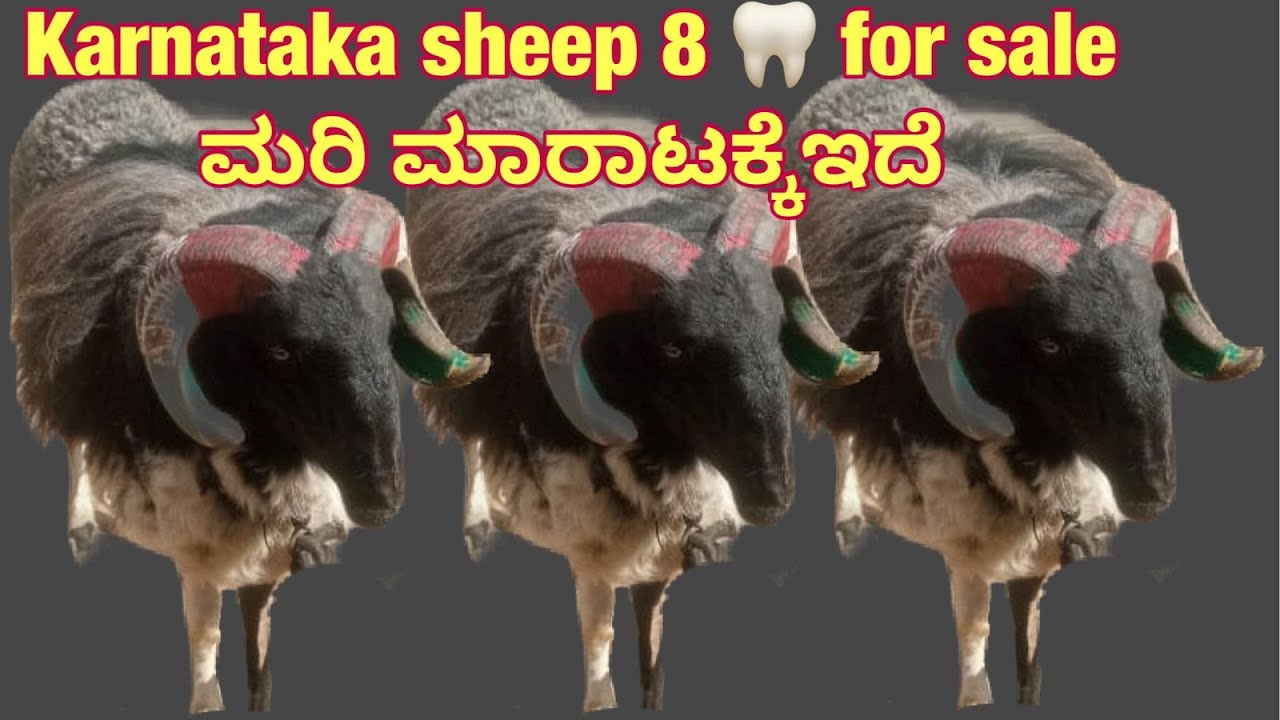 Karnataka sheep 8 🦷 for sale ಮರಿ ಮಾರಾಟಕ್ಕೆಇದೆ 7019369424#sheep # ...
