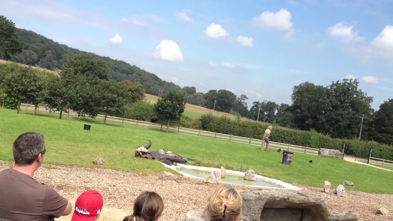 Longleat Safari Park Bird Display, "Hunters Of The Sky" Sirius - YouTube