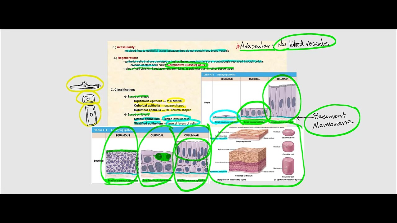 Lecture Video 4: Tissues - YouTube